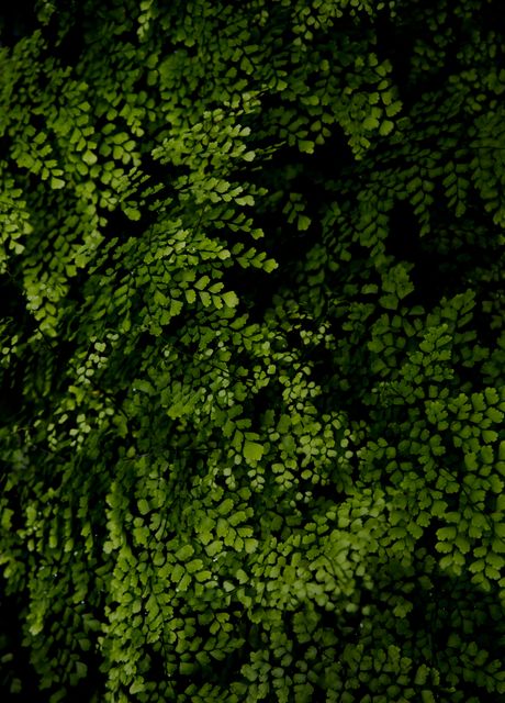 'Small leaves' Poster by Vanessa GF | Displate