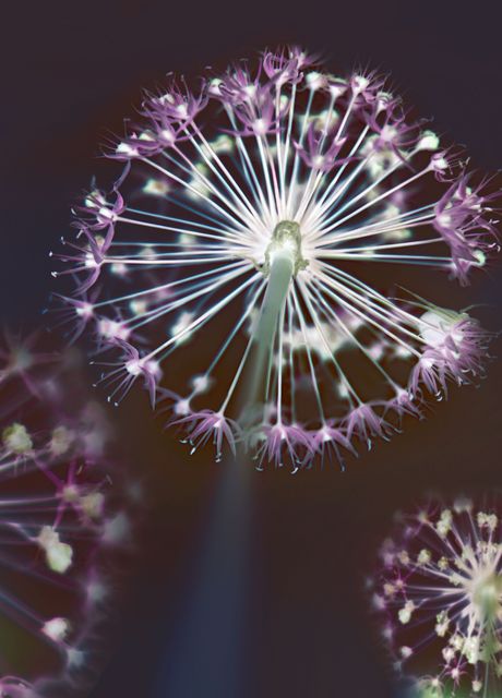 'Floral Fireworks' Poster by Tanjica Art | Displate