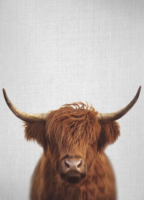 'Highland Cow Colorful' Poster by Gal Design | Displate