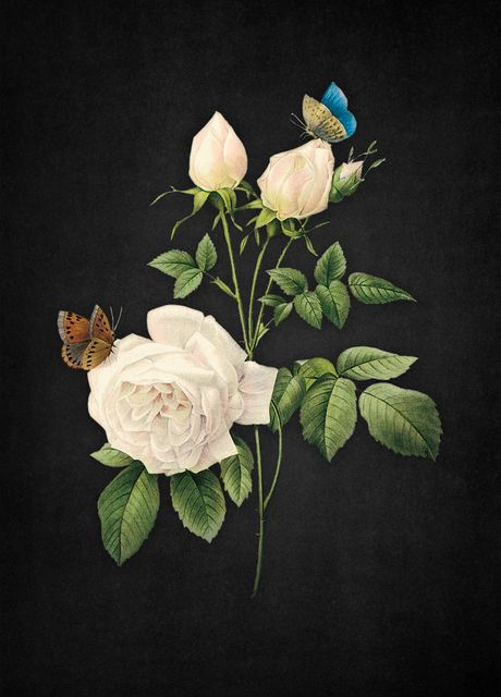 'White rose' Poster by Yak Yak | Displate