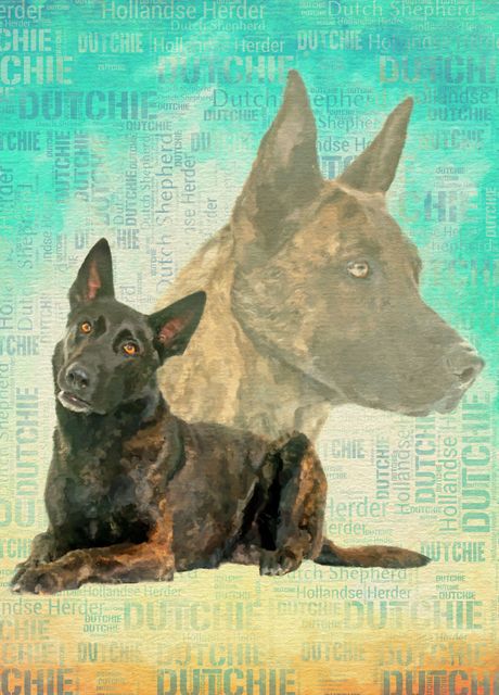 'Dutch Shepherd Dutchie' Poster by Lioudmila Perry | Displate