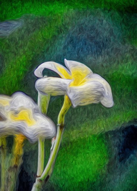 'West Indian Jasmine' Poster by Joyce Steele | Displate