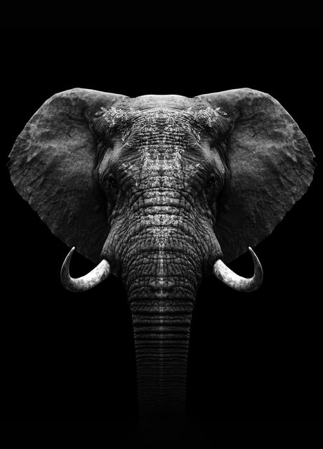 'Elephant head art ' Poster by MK studio | Displate
