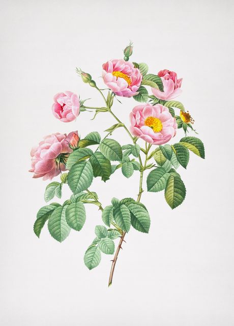 'Pink Roses in Bloom' Poster by Holy Rock Design | Displate