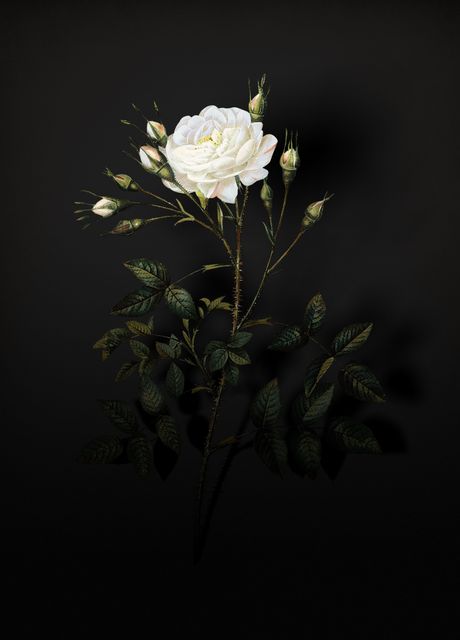'Shadowy Rose of Rosenberg' Poster by Holy Rock Design | Displate