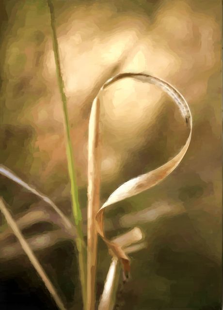 'Grass Curl' Poster by Isabella Zietsman | Displate