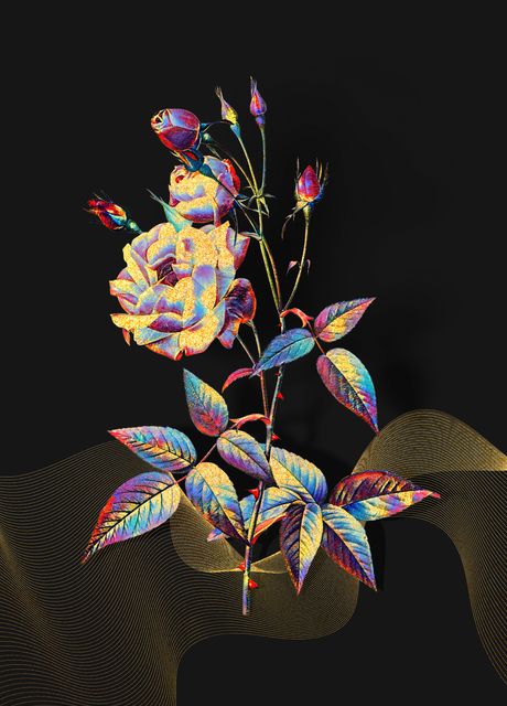 'Prismatic Pink Rose' Poster by Holy Rock Design | Displate
