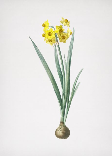 'Daffodil' Poster by Holy Rock Design | Displate