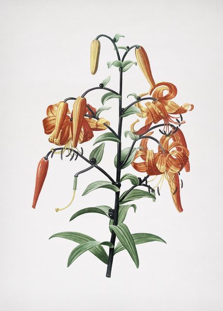 'Tiger Lily' Poster by Holy Rock Design | Displate