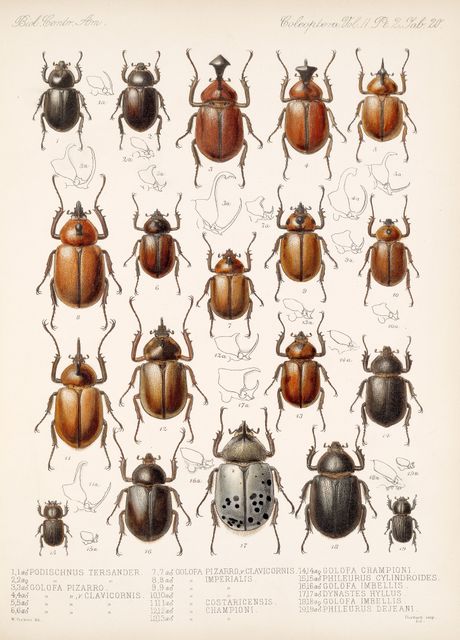 'Coleoptera' Poster, picture, metal print, paint by Wildlife Art Print ...
