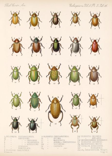 'Coleoptera' Poster by Wildlife Art Print | Displate