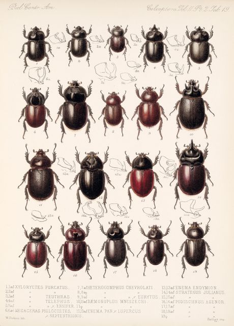'Coleoptera' Poster by Wildlife Art Print | Displate