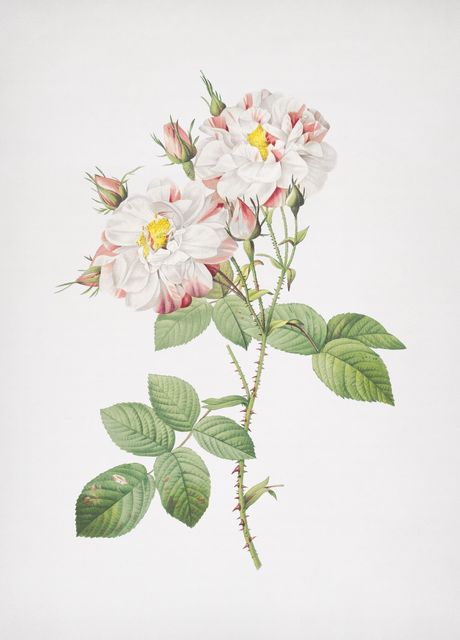 'White Damask Rose' Poster by Holy Rock Design | Displate