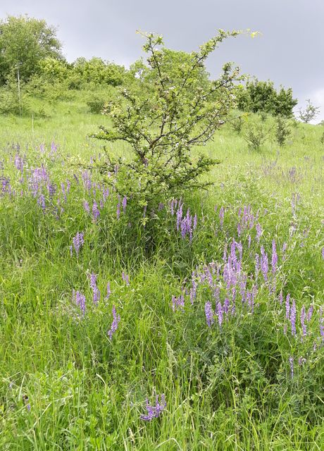 'Hills in spring ' Poster by Edy Art Space | Displate