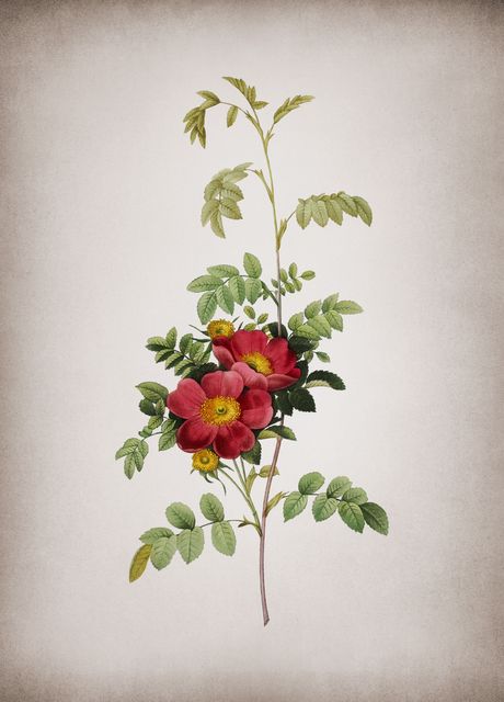 'Blooming Alpine Rose' Poster by Holy Rock Design | Displate