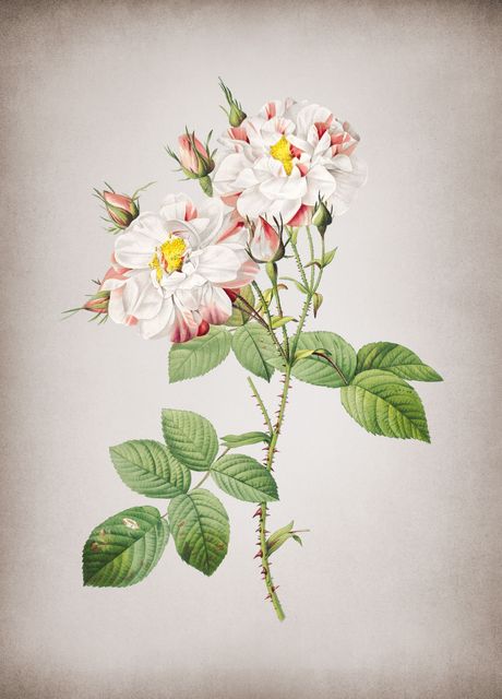 'White Damask Rose' Poster by Holy Rock Design | Displate