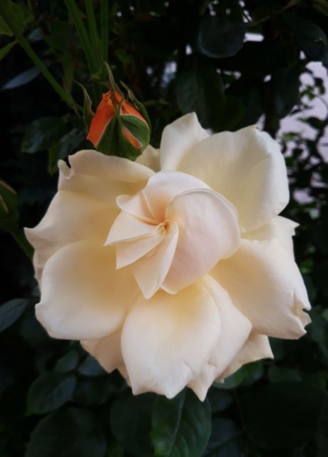 'Rose splendor' Poster by Edy Art Space | Displate