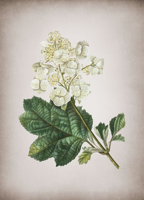 'Oakleaf Hydrangea' Poster by Holy Rock Design | Displate