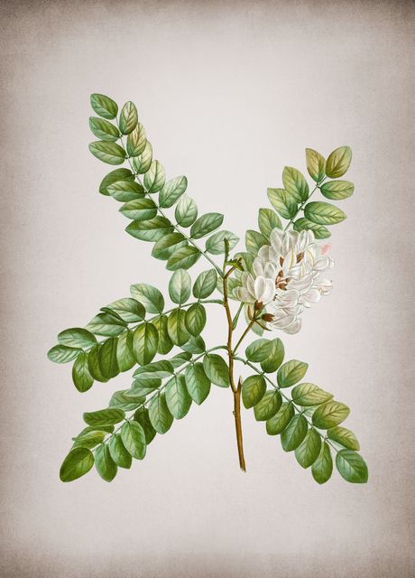 'Vintage Clammy Locust' Poster by Holy Rock Design | Displate