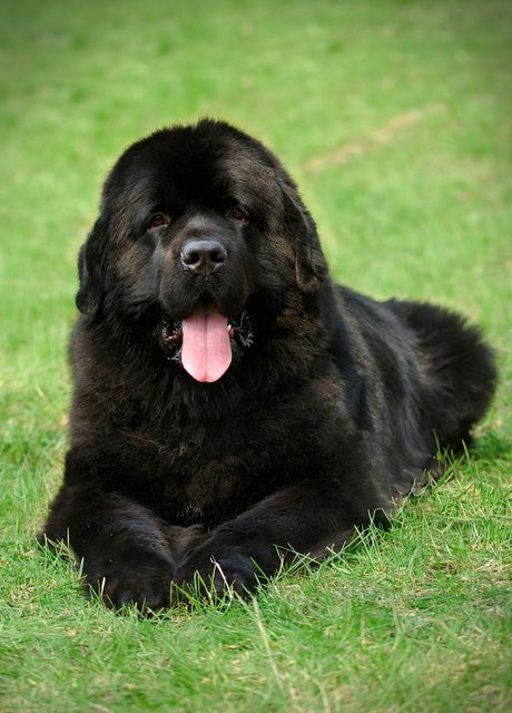 'Newfoundland dog portrait ' Poster by PetsArt Design | Displate