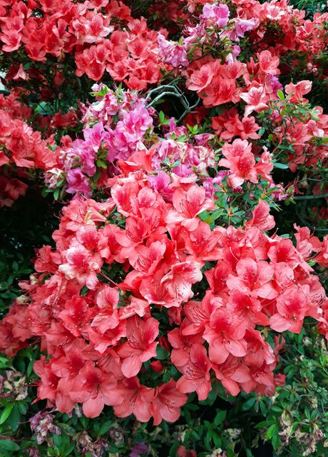 'Azalea bouquet' Poster by Edy Art Space | Displate