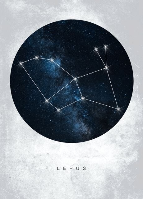 'Lepus' Poster by Xavier Vieira | Displate
