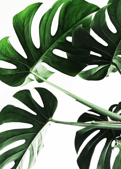 'Leaf' Poster by Nikita Abakumov | Displate