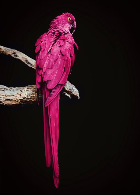 'pink parrot poster ' Poster by MK studio | Displate
