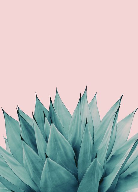 'Agave Vibes 5 ' Poster by Anita's & Bella's Art | Displate