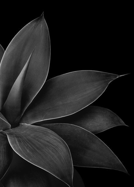 'Gray Agave 1 ' Poster by Anita's & Bella's Art | Displate