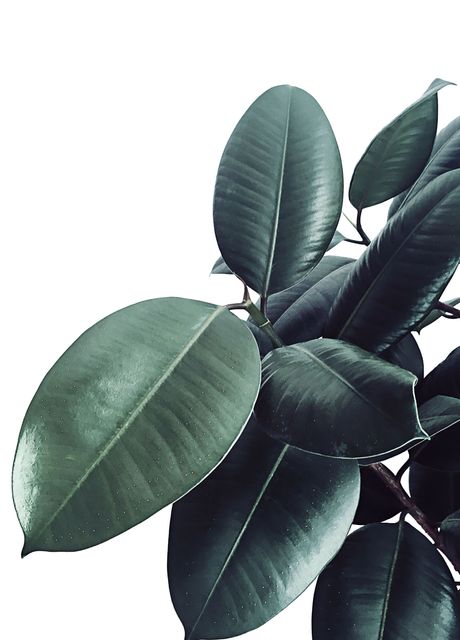 'Ficus Elastica 13 ' Poster by Anita's & Bella's Art | Displate
