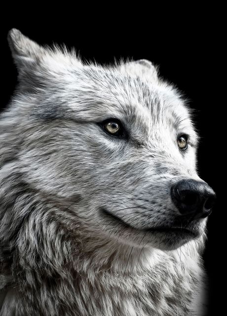'wild wolf face poster ' Poster, picture, metal print, paint by MK ...