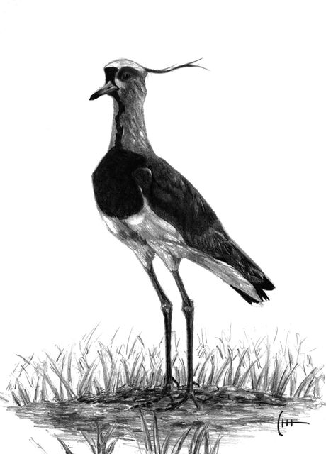 'Southern Lapwing' Poster by Ariel Gómez | Displate