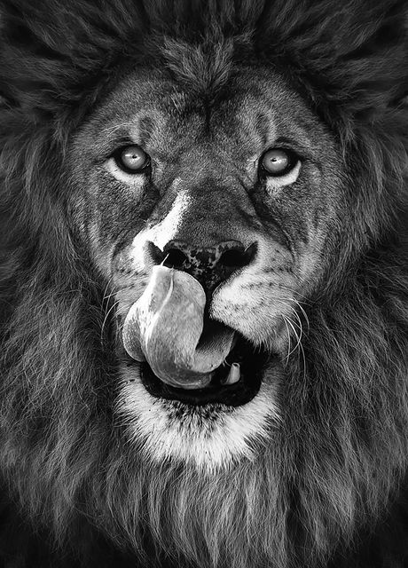 'hungry lion face poster ' Poster by MK studio | Displate