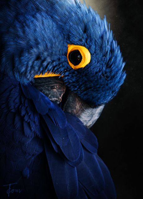 'Blue Macaw' Poster by Petra Rommelfanger | Displate