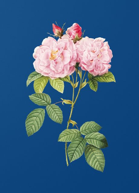 'Italian Damask Rose' Poster by Holy Rock Design | Displate