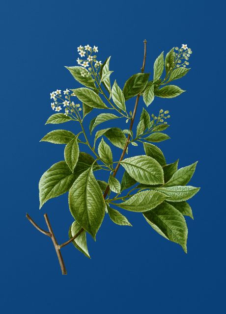 'American Bittersweet' Poster by Holy Rock Design | Displate