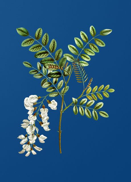 'Black Locust on Blue' Poster by Holy Rock Design | Displate