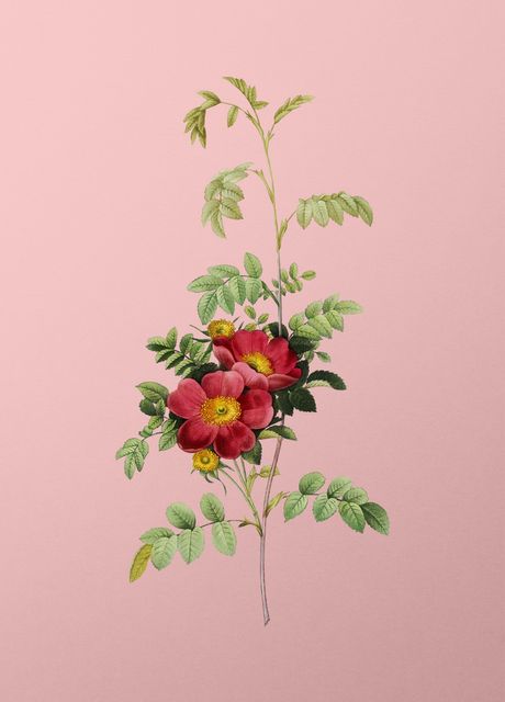 'Blooming Alpine Rose' Poster by Holy Rock Design | Displate