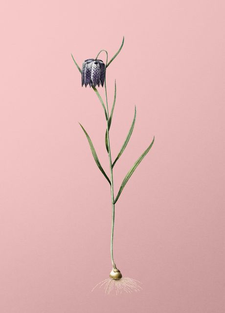 'Chess Flower on Pink' Poster by Holy Rock Design | Displate