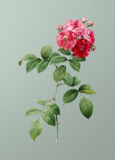 'Seven Sisters Roses' Poster by Holy Rock Design | Displate