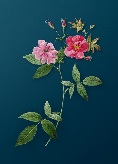 'Blooming Hudson Rosehip' Poster by Holy Rock Design | Displate