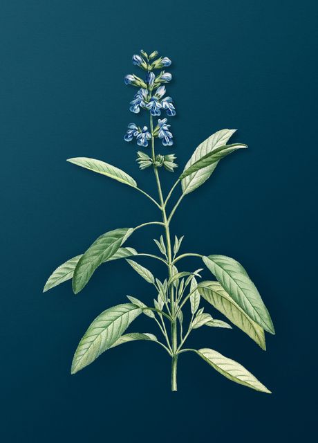 'Blooming Sage Plant' Poster by Holy Rock Design | Displate