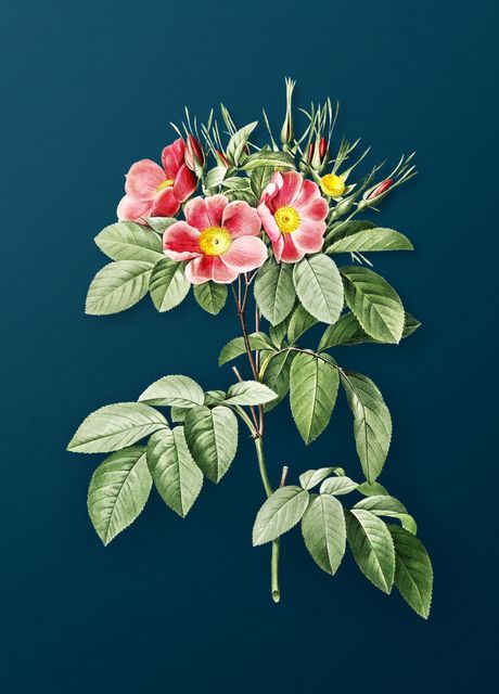 'Blooming Pasture Rose' Poster by Holy Rock Design | Displate