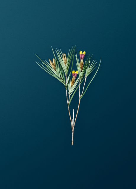 'Witsenia Maura' Poster by Holy Rock Design | Displate