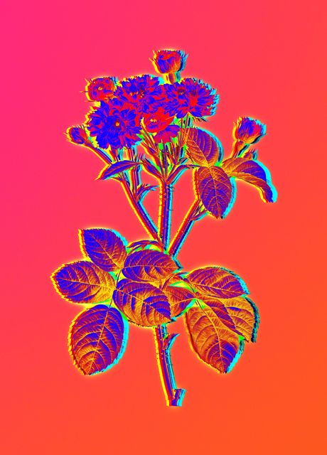 'Pink Neon Rose Painting' Poster by Holy Rock Design | Displate