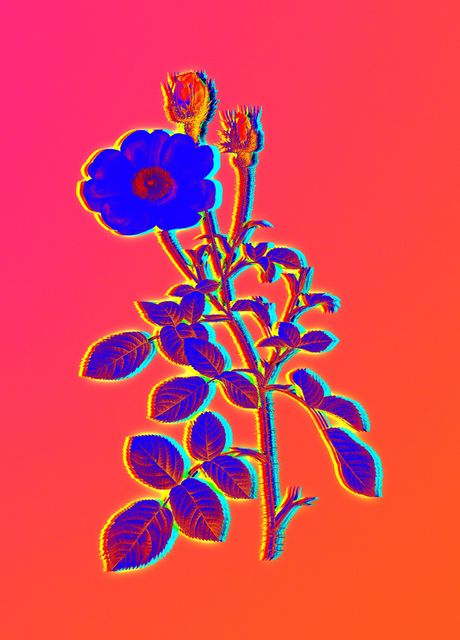 'Pink Neon Rose Painting' Poster by Holy Rock Design | Displate