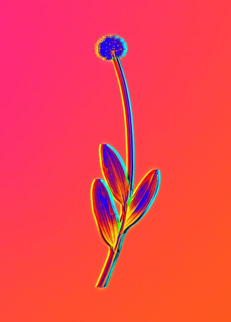 'Neon Flora Illustration' Poster by Holy Rock Design | Displate