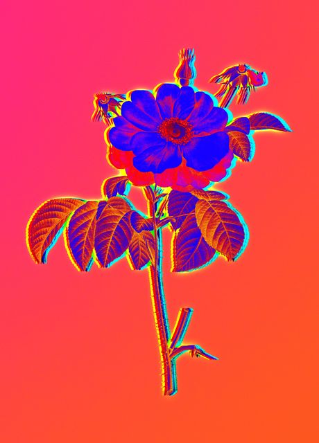 'Pink Neon Rose Painting' Poster by Holy Rock Design | Displate