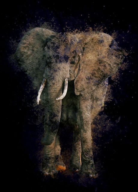 'Elephant smile' Poster by NiceAndBetter studio | Displate